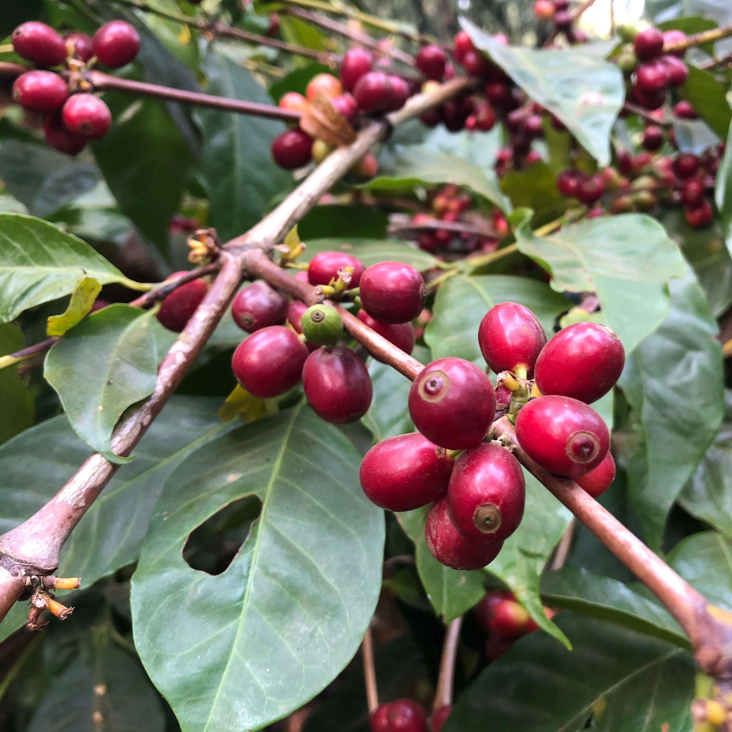 Coffee | DoubleShot Coffee Company